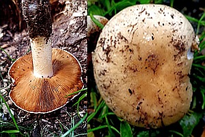 Pilzsuche - Pilze bestimmen mit der Pilzsuchmaschine nach ...