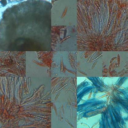 Gewöhnliche Bilimbia = BILIMBIA SABULETORUM (SYN. LICHEN SABULETORUM ...