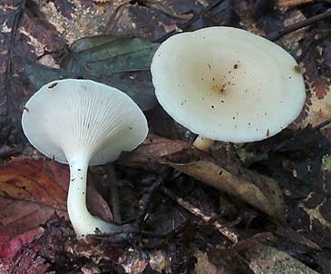 Bitterlicher Trichterling, Ranziger Trichterling (CLITOCYBE ...