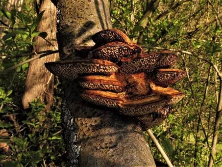 Blasse Borstentramete (FUNALIA TROGII SYN. CERRENA TROGII, TRAMETES ...