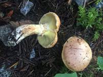 Blauender Schmierröhrling (SUILLUS CAERULESCENS)