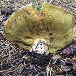 Blauender Schmierröhrling (SUILLUS CAERULESCENS)