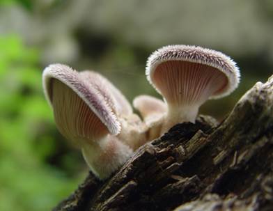 Borstiger Knäueling = PANUS NEOSTRIGOSUS (SYN. LENTINUS STRIGOSUS ...