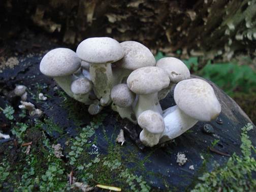 Buchenrasling, Weißer Buchenpilz, Buna-Shimeji (HYPSIZYGUS TESSULATUS)