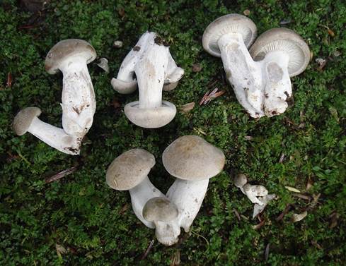 Buchenrasling, Weißer Buchenpilz, Buna-Shimeji (HYPSIZYGUS TESSULATUS)