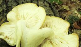 Buchenrasling, Weißer Buchenpilz, Buna-Shimeji (HYPSIZYGUS TESSULATUS)