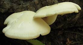 Buchenrasling, Weißer Buchenpilz, Buna-Shimeji (HYPSIZYGUS TESSULATUS)