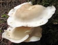 Buchenrasling, Weißer Buchenpilz, Buna-Shimeji (HYPSIZYGUS TESSULATUS)