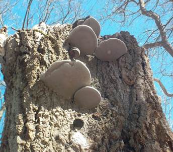 Eichenfeuerschwamm = FOMITIPORIA ROBUSTA (SYN. PHELLINUS ROBUSTUS ...