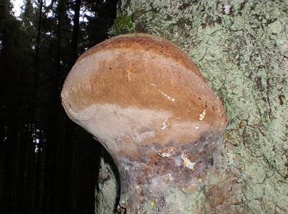 Eichenfeuerschwamm = FOMITIPORIA ROBUSTA (SYN. PHELLINUS ROBUSTUS ...