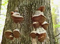 Eichenfeuerschwamm = FOMITIPORIA ROBUSTA (SYN. PHELLINUS ROBUSTUS ...