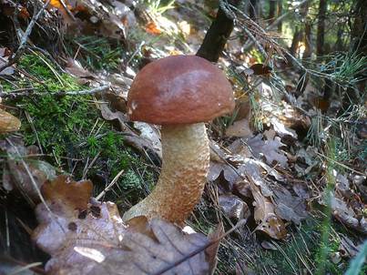 Eichenrotkappe, Eichenraufuss, Laubwald-Rotkappe (LECCINUM QUERCINUM)