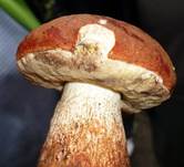 Eichenrotkappe, Eichenraufuss, Laubwald-Rotkappe (LECCINUM QUERCINUM)