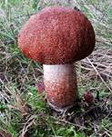Eichenrotkappe, Eichenraufuss, Laubwald-Rotkappe (LECCINUM QUERCINUM)