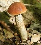 Eichenrotkappe, Eichenraufuss, Laubwald-Rotkappe (LECCINUM QUERCINUM)