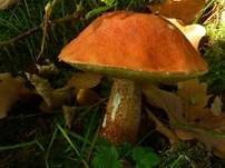 Eichenrotkappe, Eichenraufuss, Laubwald-Rotkappe (LECCINUM QUERCINUM)