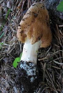 Gefleckter Rißpilz = INOSPERMA MACULATUM (SYN. INOCYBE MACULATA)