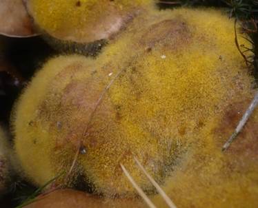 Gelbkopfschimmel, Gelber Schimmelpilz = DICRANOPHORA FULVA (SYN ...