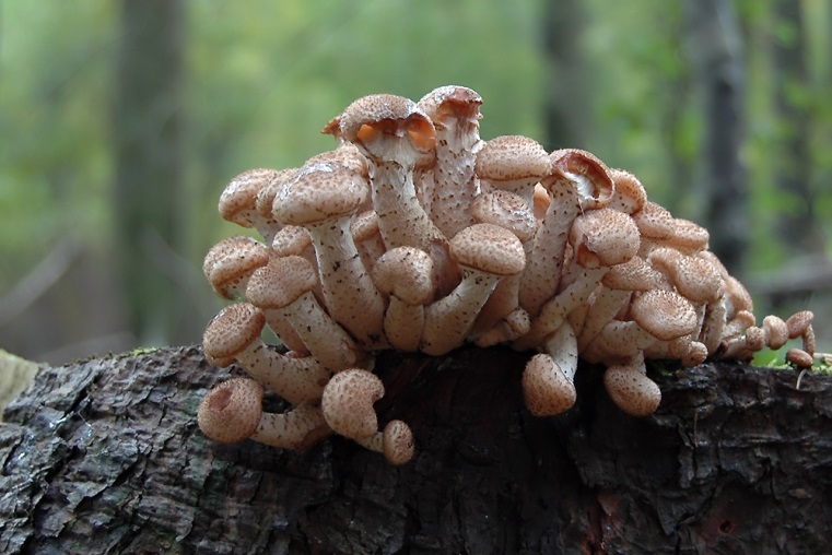Gemeiner Hallimasch, Dunkler Hallimasch, Nadelholzhallimasch ...