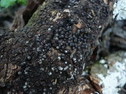 Gewöhnliche Schwarzbrust (ROSELLINIA AQUILA SYN. HYPOXYLON AQUILUM ...