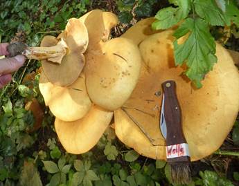 Goldfarbener Glimmerschüppling, Gemeiner Glimmerschüppling ...