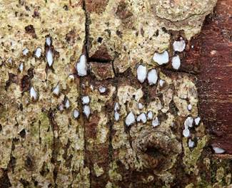 Grauweißes Holzscheibchen (PROPOLIS FARINOSA SYN. PROPOLIS BETULAE VAR ...