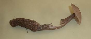 Großer Knoblauchschwindling, Scharfer Knoblauchschwindling ...