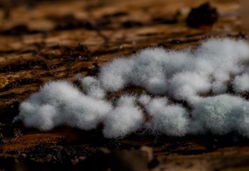 Grüner Schimmelpilz = TRICHODERMA VIRIDE (HYPOCREA RUFA IMPERFECT ...