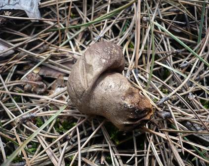 Hainbovist, Heidebovist, Hainzwergbovist, Hainstäubling (BOVISTA ...