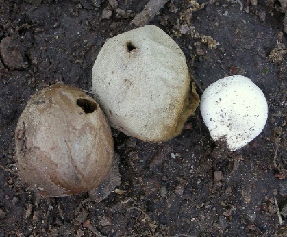 Hainbovist = BOVISTA AESTIVALIS (SYN. LYCOPERDON AESTIVALE, LYCOPERDON ...