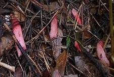 Himbeerrote Hundsrute, unter Bambus = Bambus-Hundsrute (MUTINUS ...