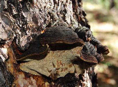 Kiefernfeuerschwamm, Kiefernbaumschwamm = PORODAEDALEA PINI (SYN ...