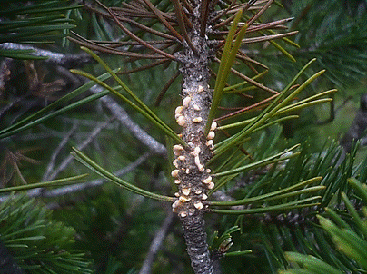Kienzopf, Kiefernrindenblasenrost = CRONARTIUM PINI (SYN. CRONARTIUM ...