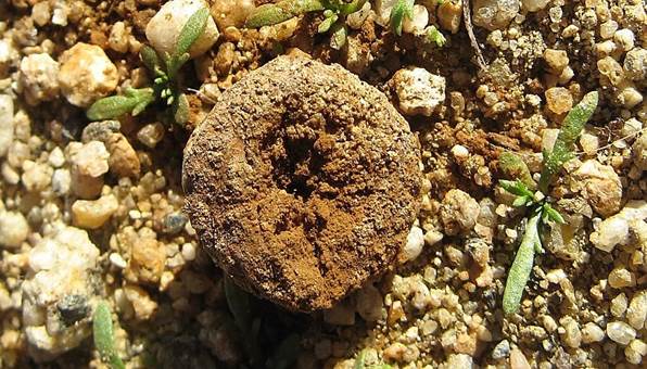 Kleiner Scheibenbovist, Kleiner Schüsselstäubling (DISCISEDA CANDIDA ...