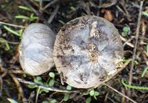 Kleiner Scheibenbovist, Kleiner Schüsselstäubling (DISCISEDA CANDIDA ...