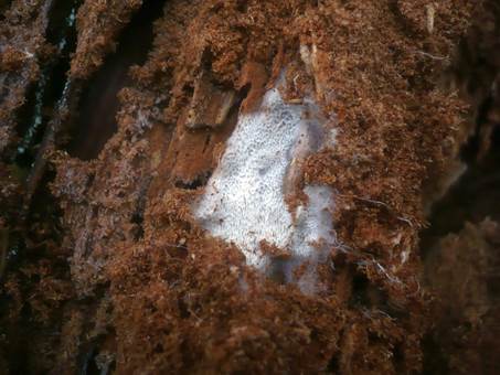 Mykorrhiza-Byssusporling = BYSSOPORIA TERRESTRIS (SYN. BYSSOCORTICIUM ...