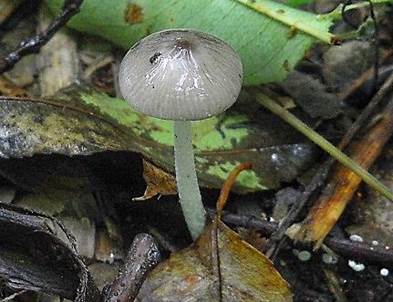 Netzaderiger Mistpilz, Netzmistpilz, Aderiger Mistpilz (BOLBITIUS ...