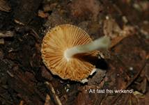 Netzaderiger Mistpilz, Netzmistpilz, Aderiger Mistpilz (BOLBITIUS ...