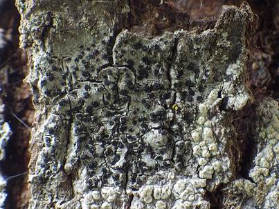 Punkt-Scheibchenflechte (AMANDINEA PUNCTATA)