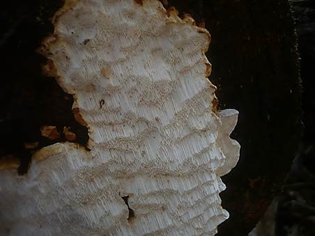 Reihige Tramete, Reihige Braunfäuletramete = NEOANTRODIA SERIALIS (SYN ...