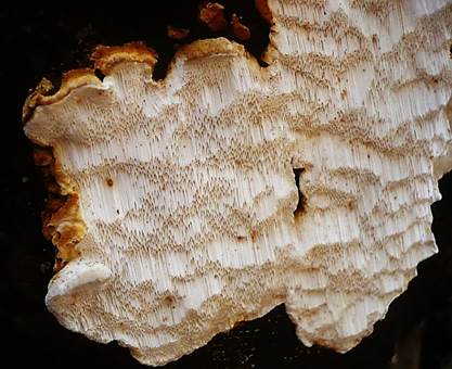 Reihige Tramete, Reihige Braunfäuletramete = NEOANTRODIA SERIALIS (SYN ...