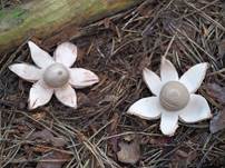 Rötender Erdstern, Rotbrauner Erdstern (GEASTRUM RUFESCENS)