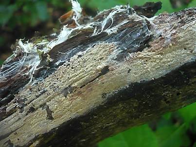 Rosafleckiger Rindenpilz = HYPHODERMA ROSEOCREMEUM (SYN. GLOEOCYSTIDIUM ...