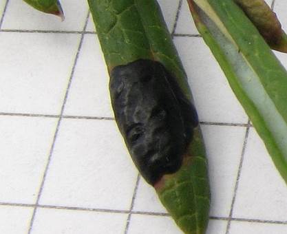 Rosmarinheiden-Runzelschorf = RHYTISMA ANDROMEDAE (SYN. XYLOMA ...