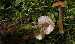 Rostgelber Körnchenschirmling, Langsporiger Körnchenschirmling ...
