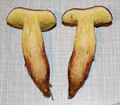 Rotfußröhrling, Gemeiner Rotfußröhrling, Echter Rotfußröhrling, Rotfuß ...