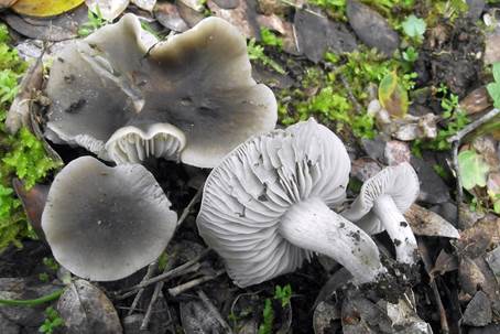 Runzeliger Samtritterling, Keilblättriger Samtritterling (DERMOLOMA ...