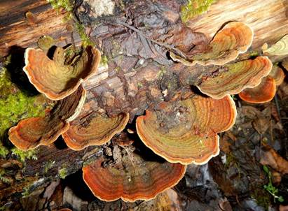 Samtiger Schichtpilz = STEREUM SUBTOMENTOSUM (SYN. STEREUM OCHROLEUCUM ...