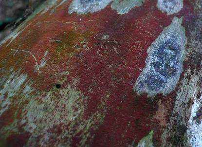 Scharlachrotes Pustelpilzchen = NEONECTRIA COCCINEA (SYN. NECTRIA ...