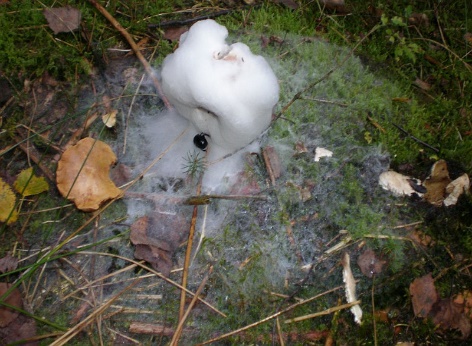 Schimmelpilz, Verdorbene Pilze, Verschimmelte Pilze, Vergammelte Pilze ...